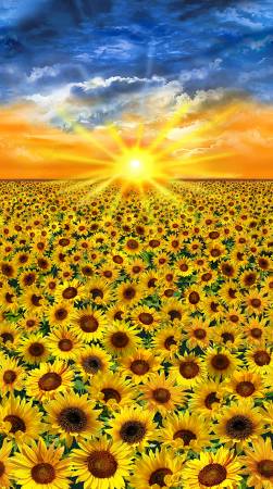 Sunflower Sunset - Sunset Sunflower Sunset 24" Panel # CD2535-SUNSET ...